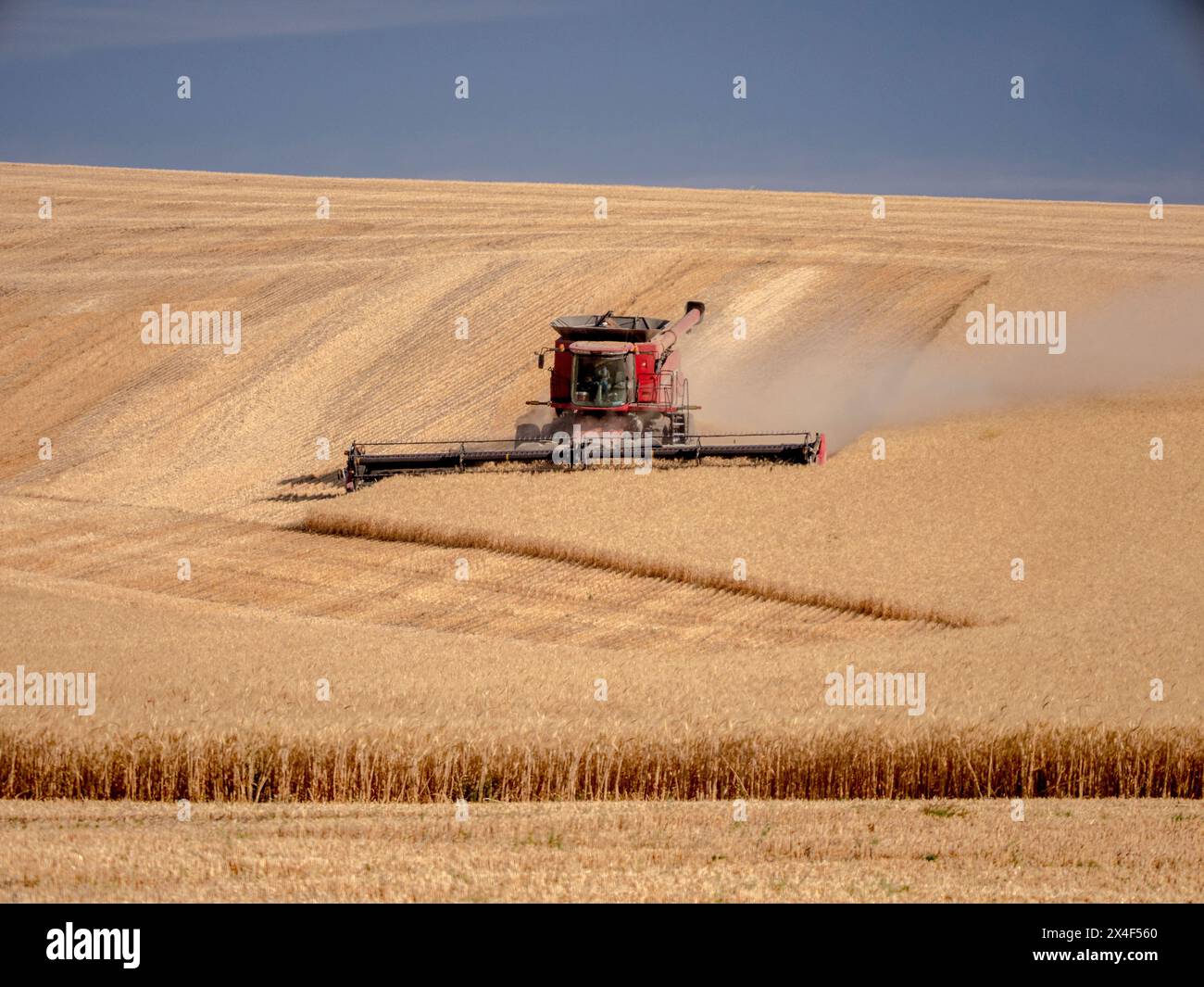 Red combine cutting wheat in the field at harvest time Stock Photo - Alamy