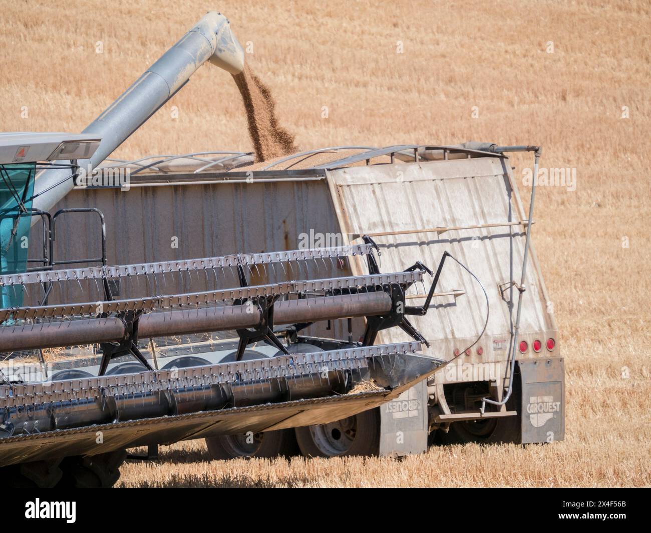 Gray combine unloading harvested wheat into a truck. (Editorial Use ...