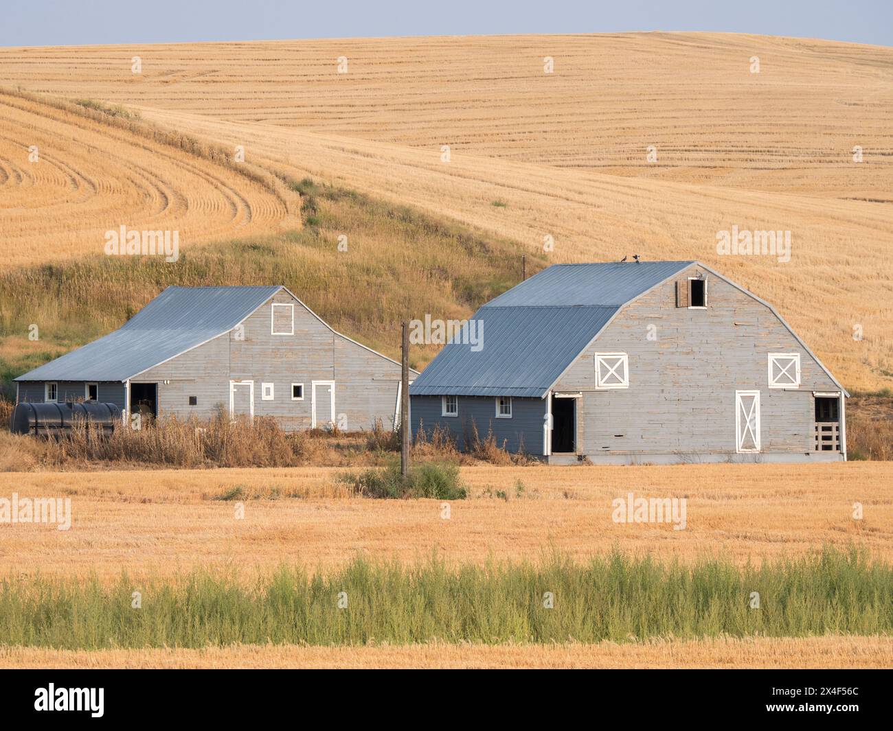 Two gray barns with harvested wheat field on the hill behind ...