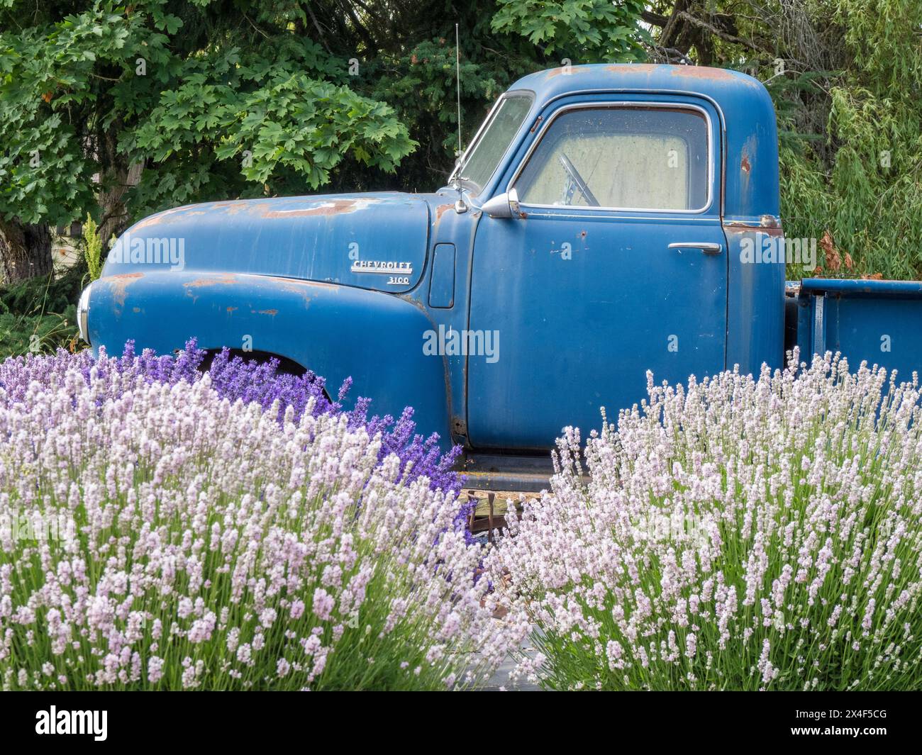 An old blue farm truck behind purple and white lavender. (Editorial Use ...