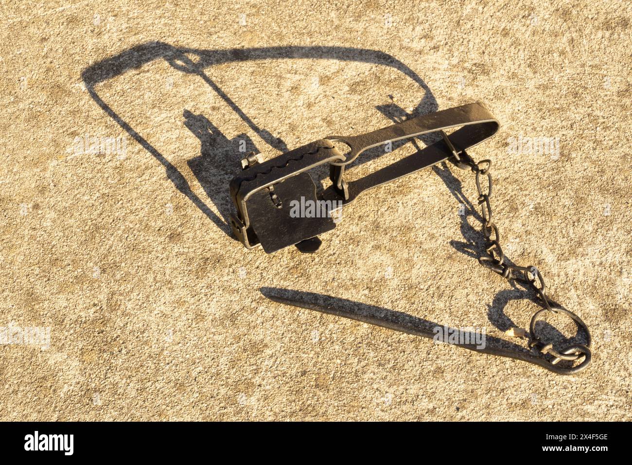 Once common in Australia for control of the introduced European Rabbit ...