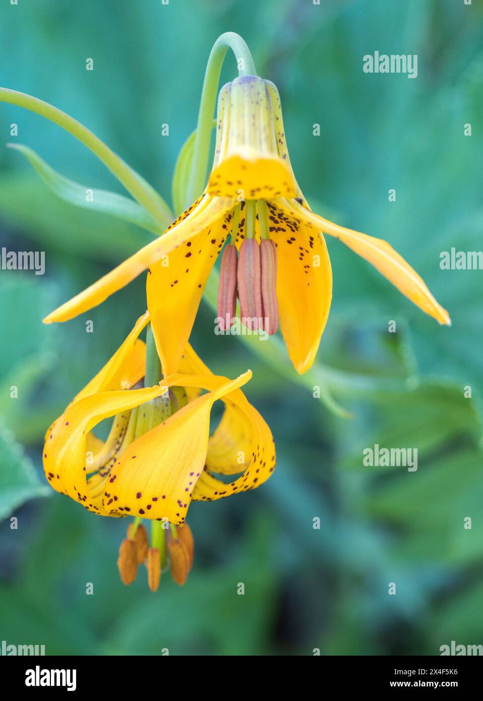 Orange Columbia lilies (tiger lilies) in Olympic Peninsula National ...