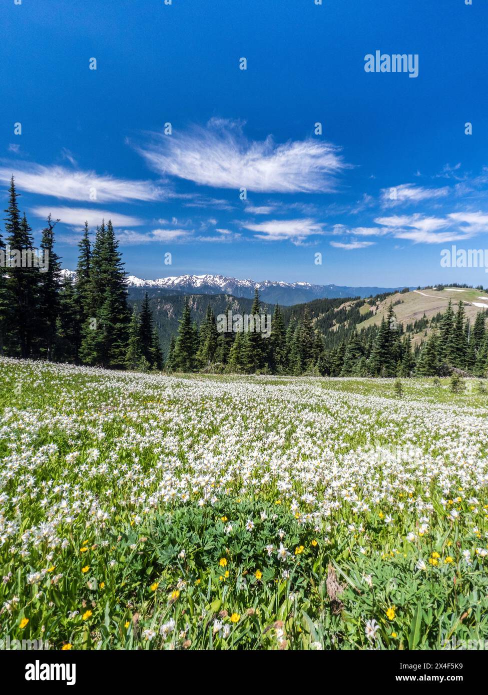 Large field of white avalanche lilies in Olympic Peninsula National ...