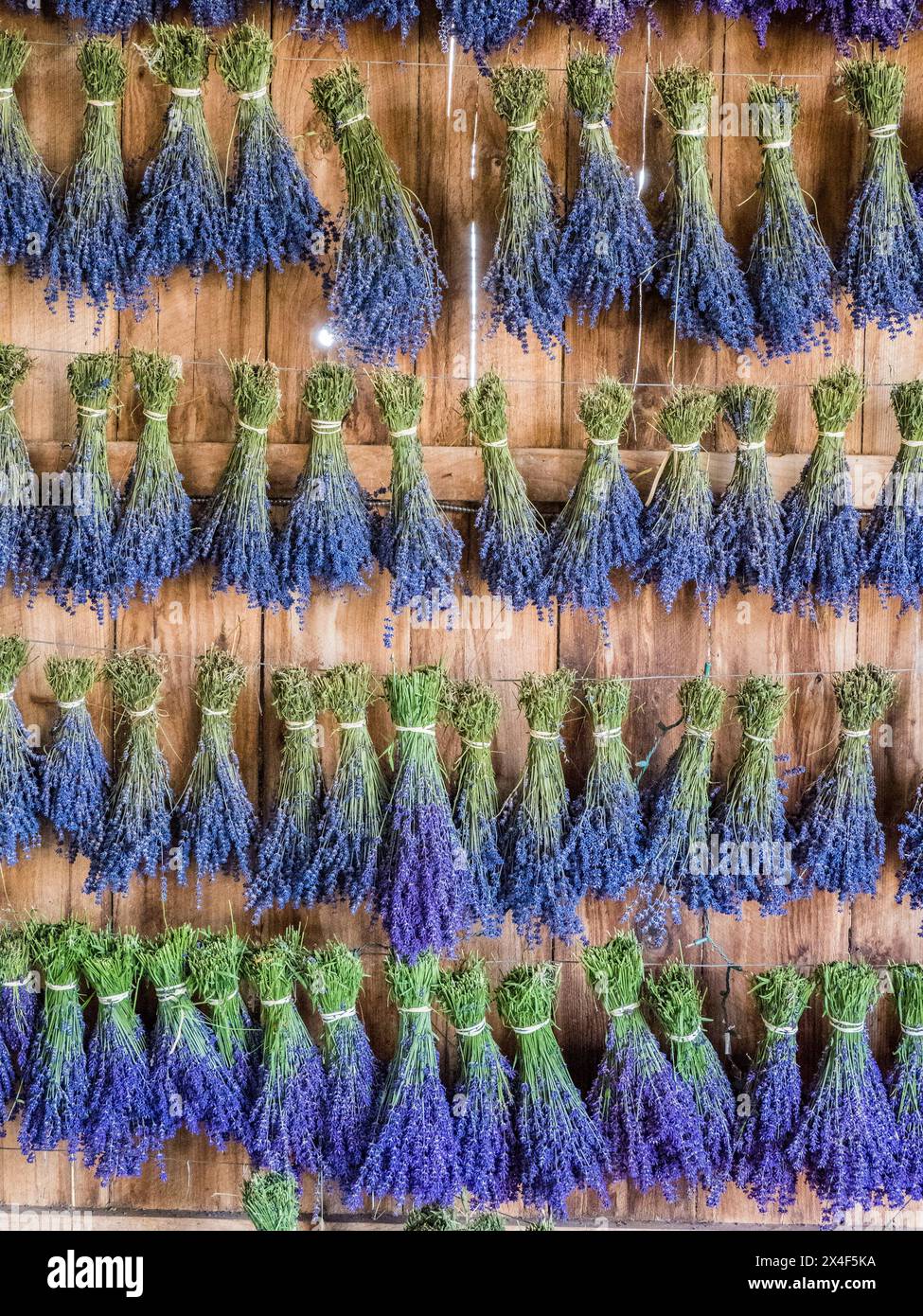Lavender hanging in a shed to dry after picking at a lavender farm near ...