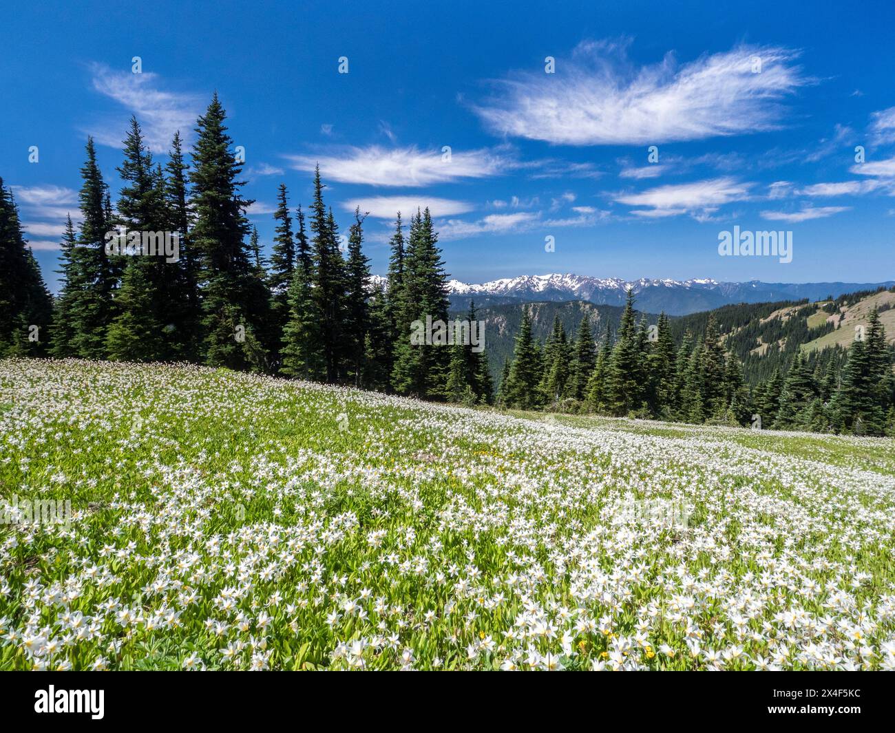Large field of white avalanche lilies in Olympic Peninsula National ...