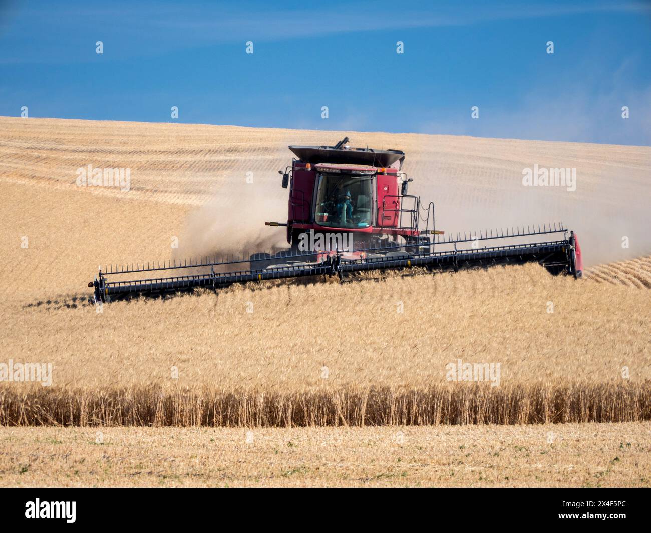 Red combine cutting the wheat in the field at harvest time Stock Photo ...