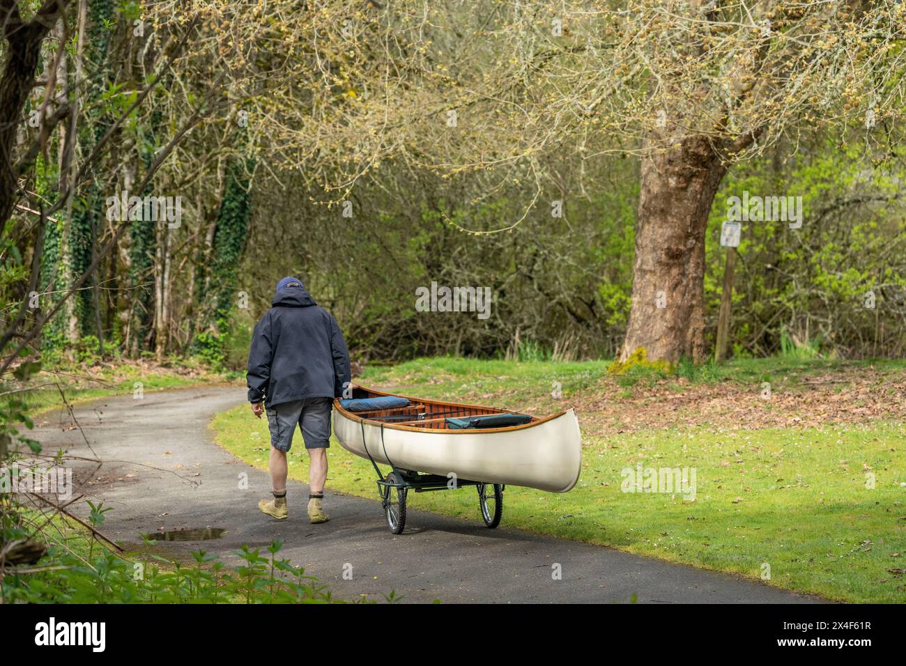 Issaquah, Washington State, USA. Man pulling his canoe on a dolly to ...