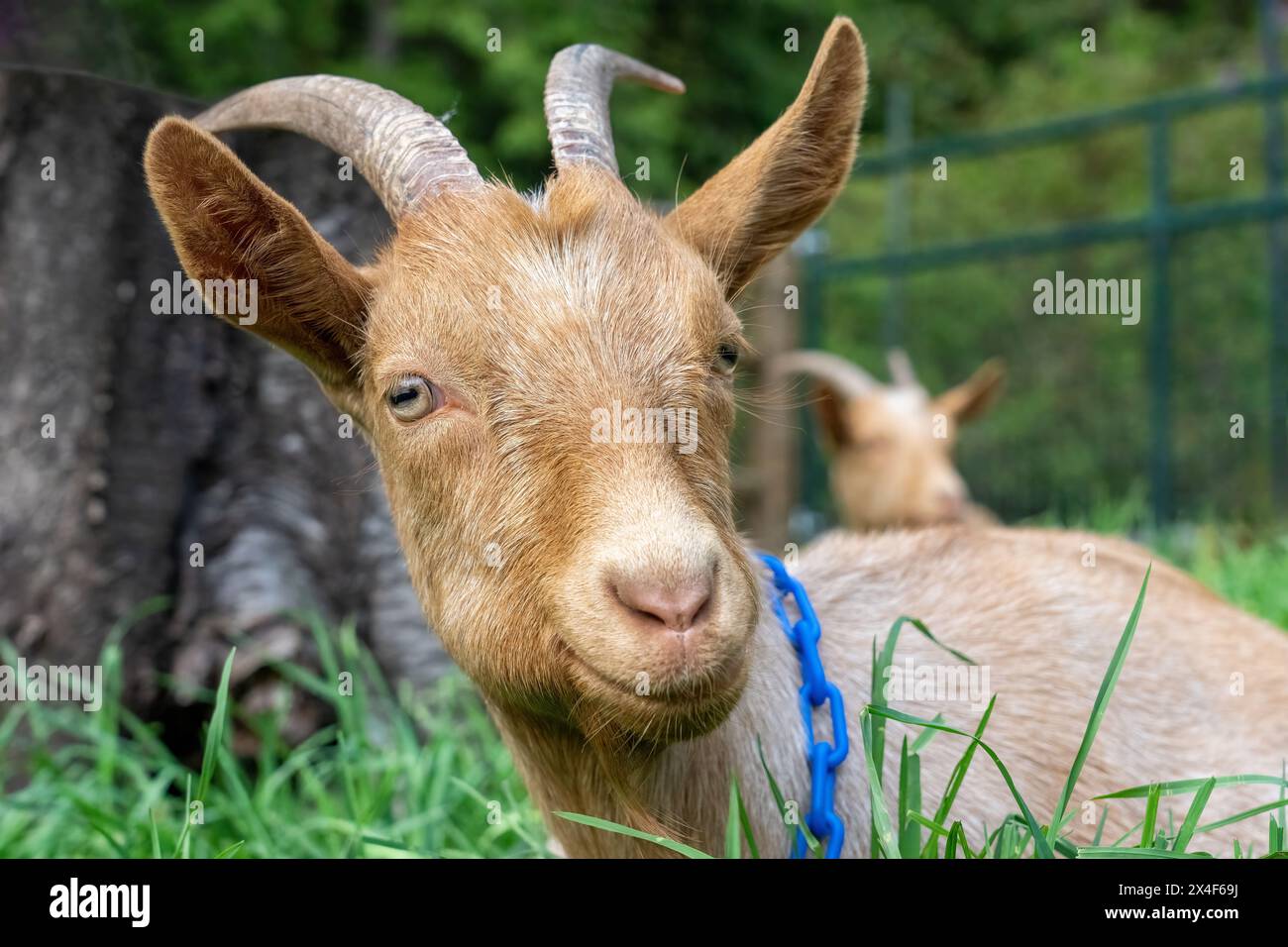 Contentedly hi-res stock photography and images - Alamy