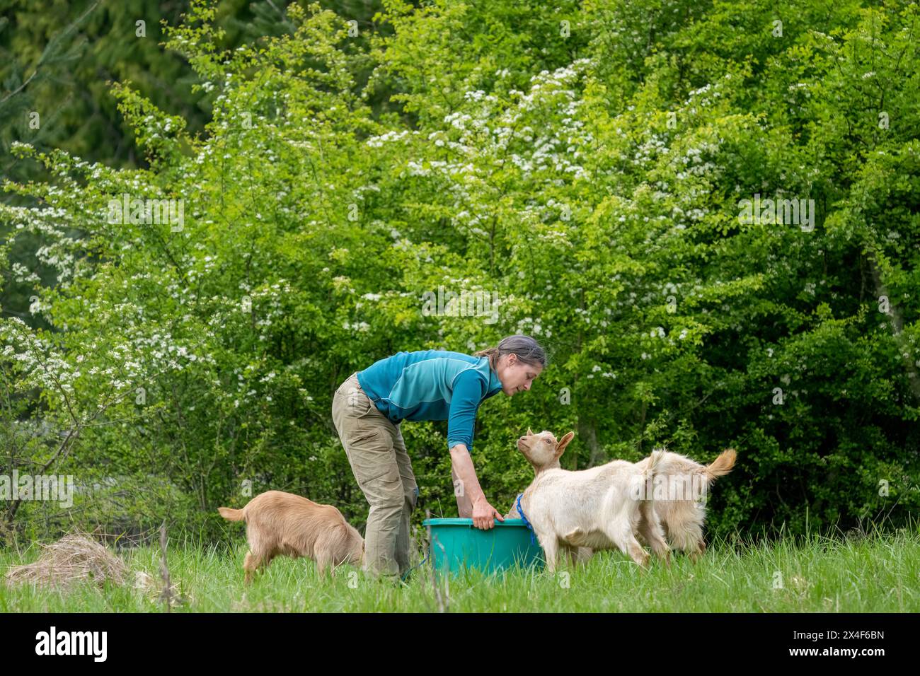 Issaquah, Washington State, USA. Owner giving fresh water to her rare ...
