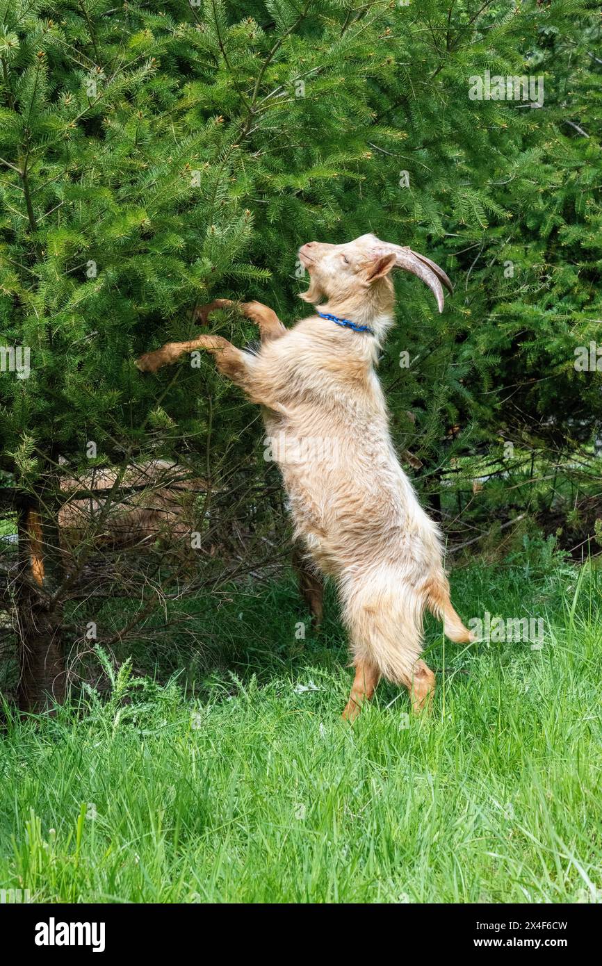 Goat standing on hind legs hi-res stock photography and images - Alamy