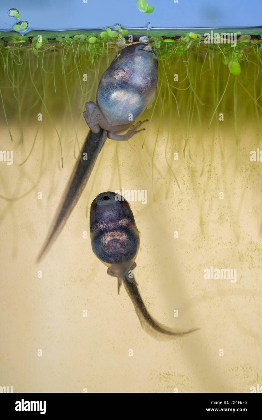 Pacific tree frog hi-res stock photography and images - Alamy