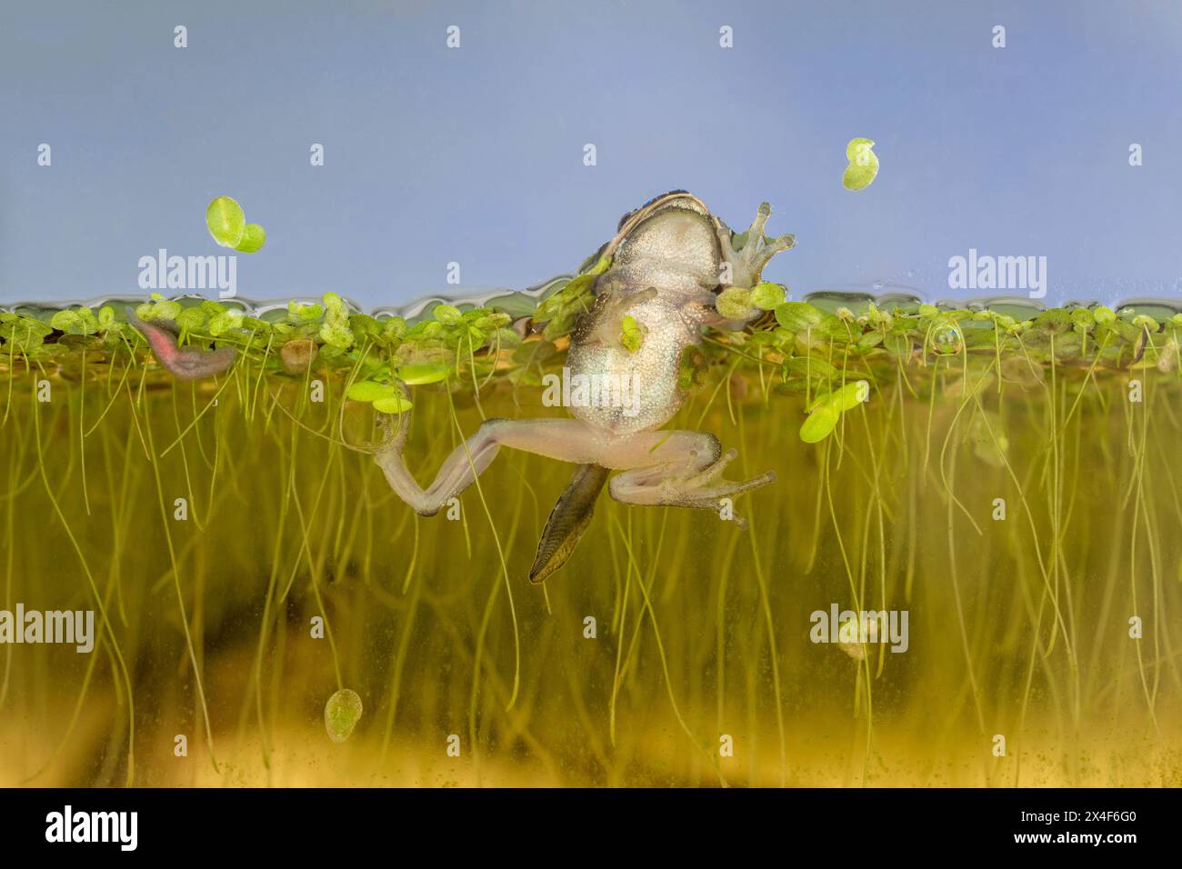 Issaquah, Washington State, USA. Pacific tree frog froglet trying to ...