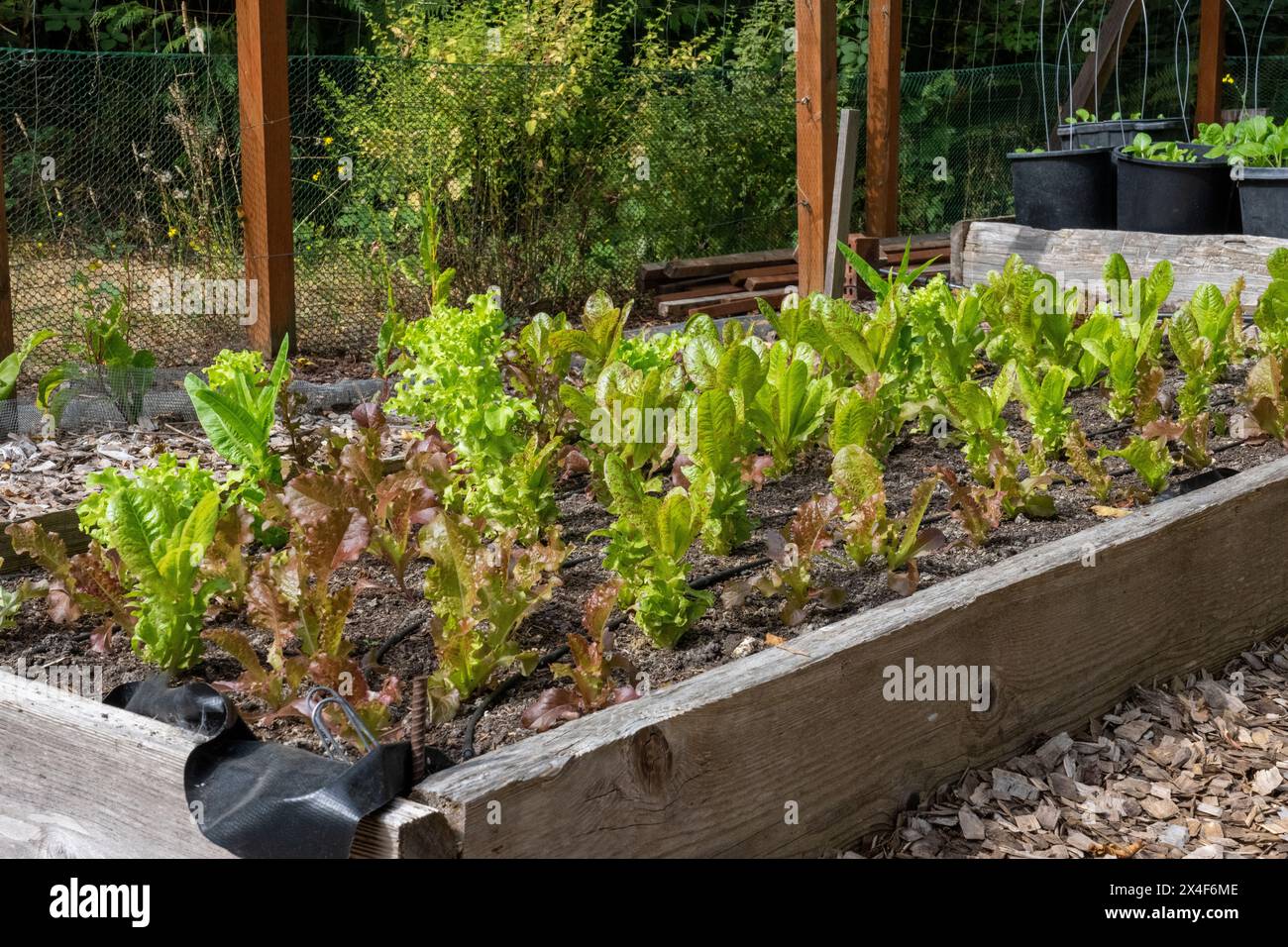 Port Hadlock, Washington State, USA. Lettuce growing in a raised bed ...