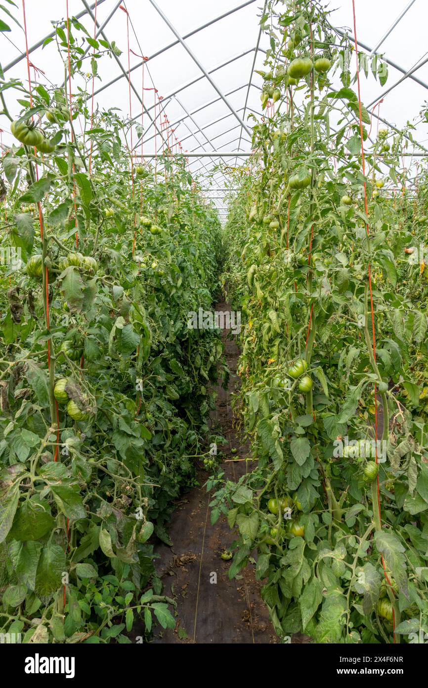 Port Townsend, Washington State, USA. Green Zebra tomatoes growing on ...