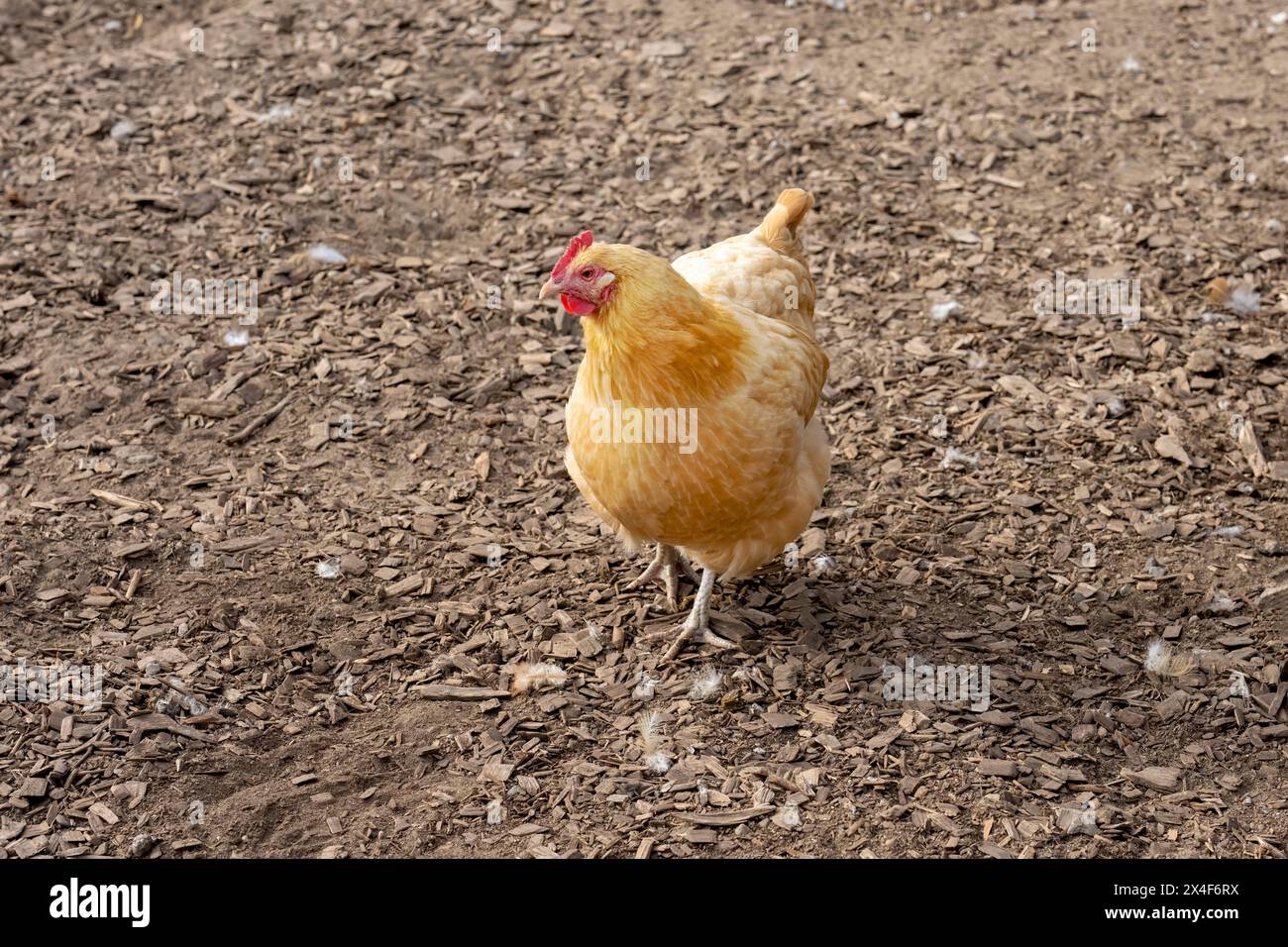 Port Townsend, Washington State, USA. Free-ranging Buff Orpington hen ...