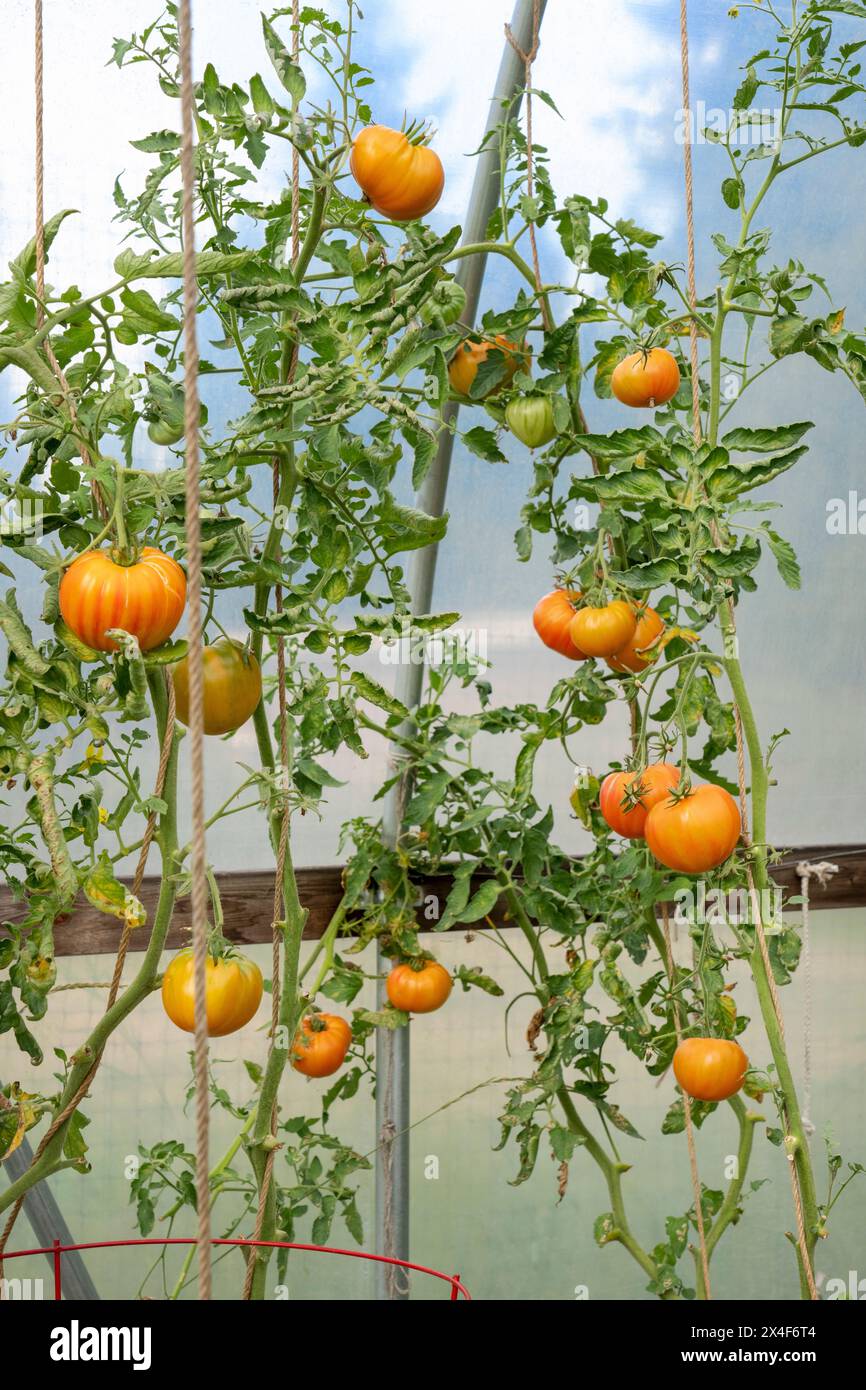 Port Townsend, Washington State, USA. Ripe tomatoes growing on a string ...