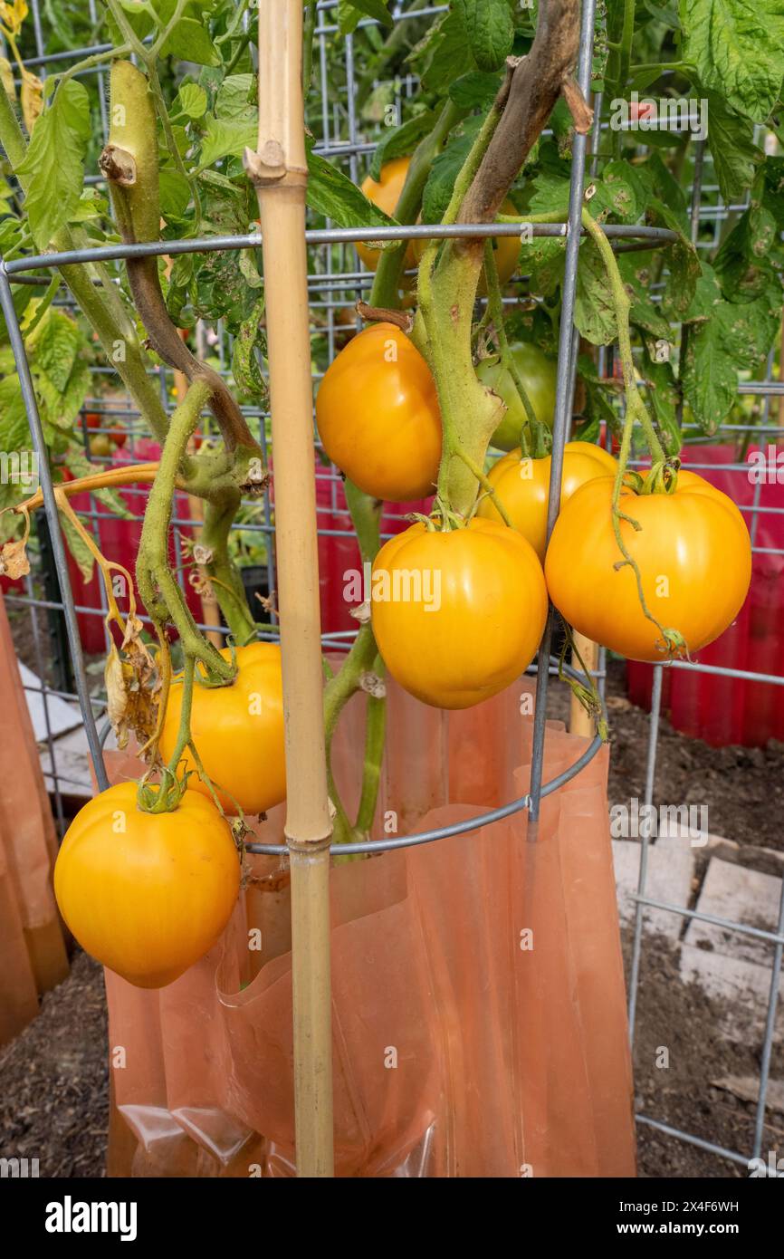Golden Jubilee Tomato Golden Jubilee Tomato, Large & Delicious Tomato