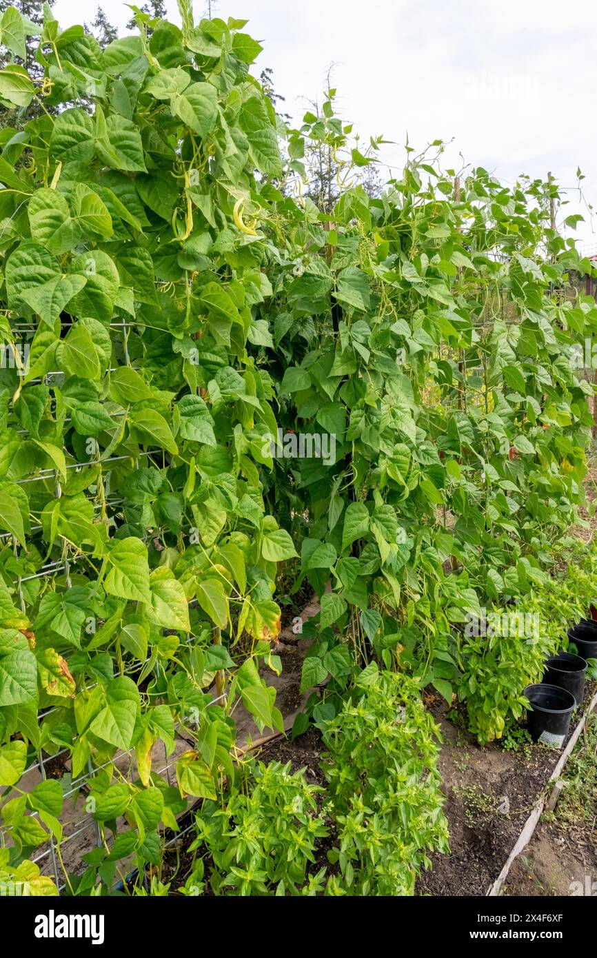 Port Townsend, Washington State, USA. Golden Gate Romano beans growing ...