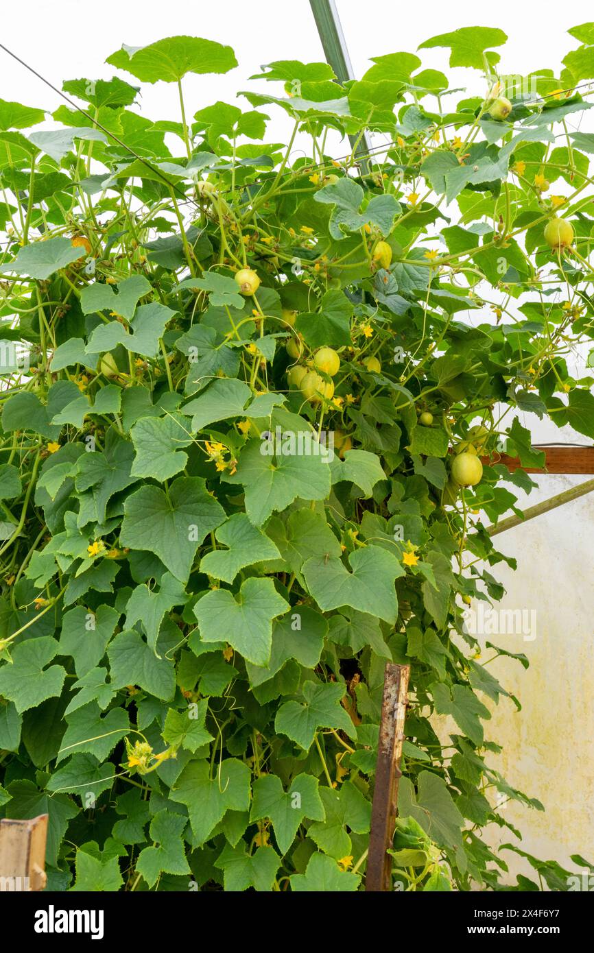 Port Townsend, Washington State, USA. Lemon cucumber vine with ripe ...
