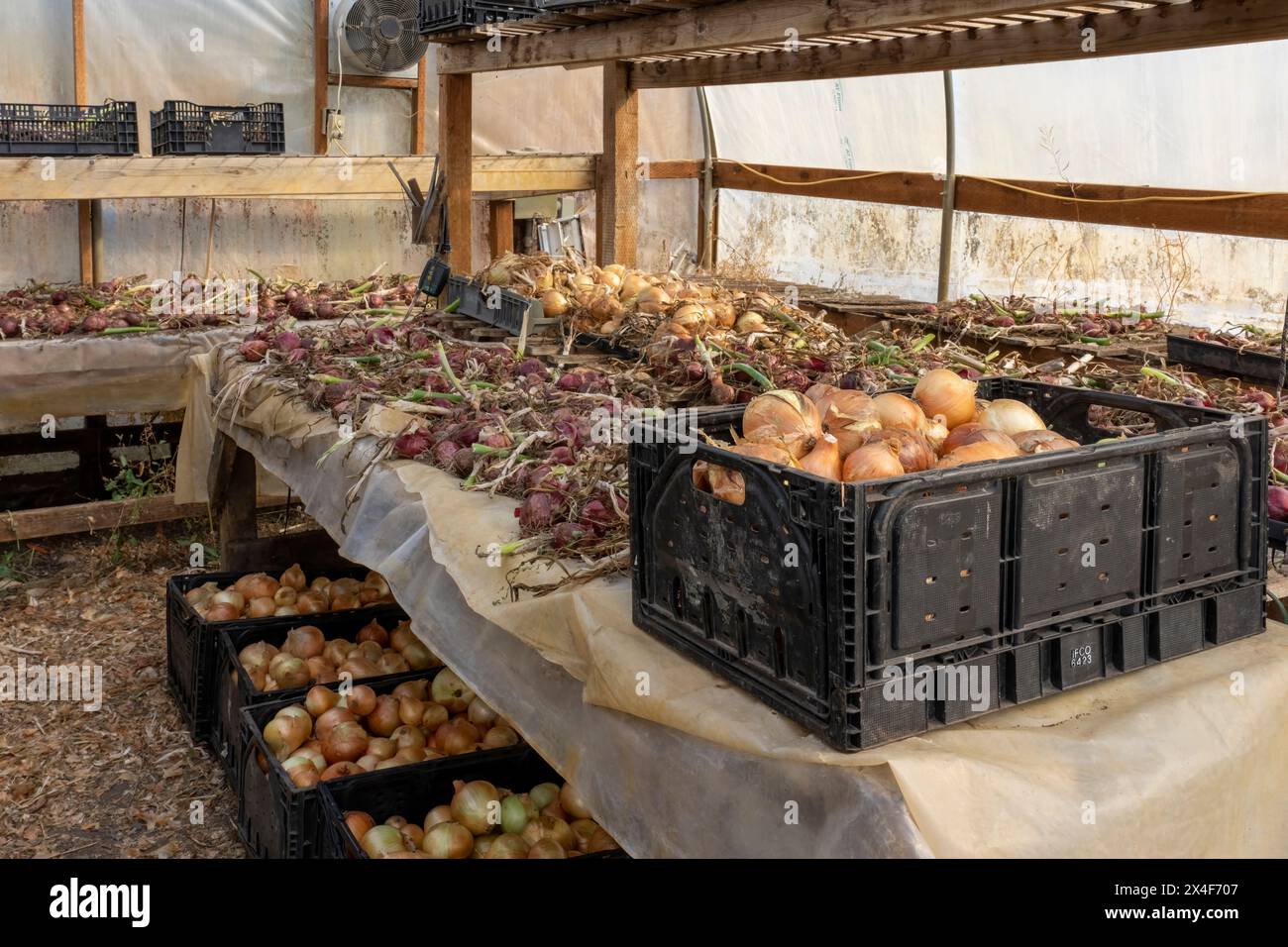 Port Townsend, Washington State, USA. Red and yellow onions drying and ...