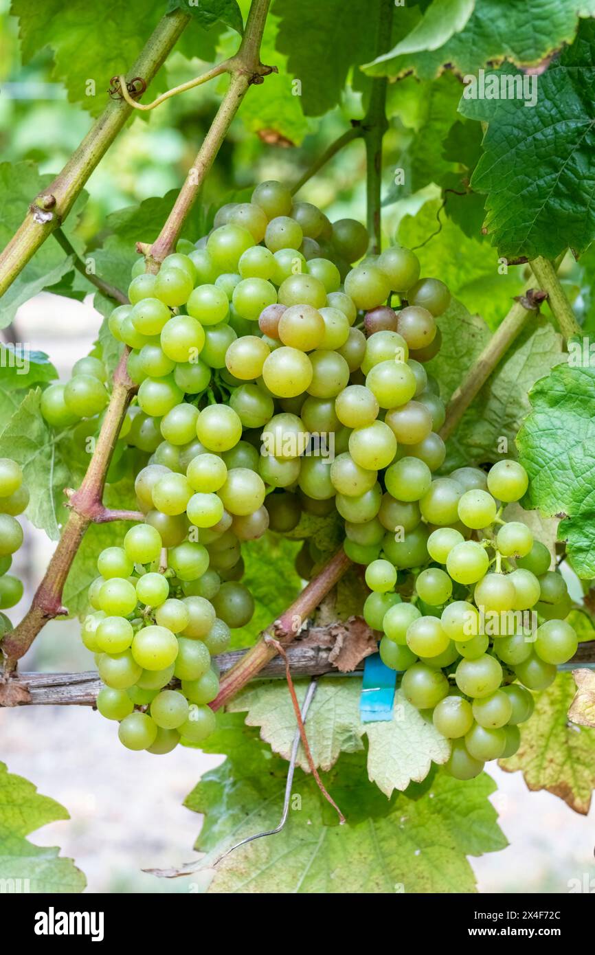 Port Townsend, Washington State, USA. Yellow grapes on the vine ready ...
