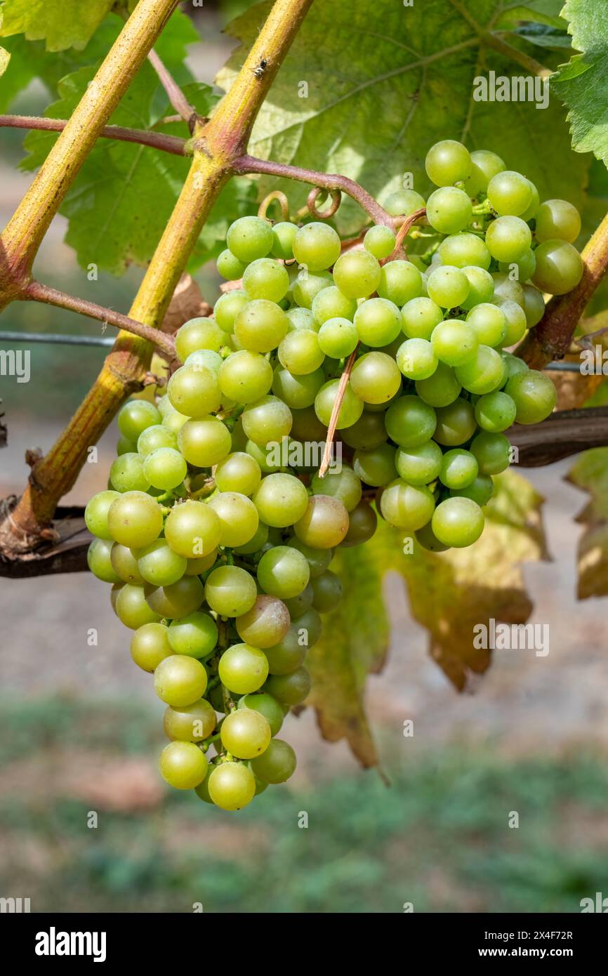 Port Townsend, Washington State, USA. Yellow grapes on the vine ready ...