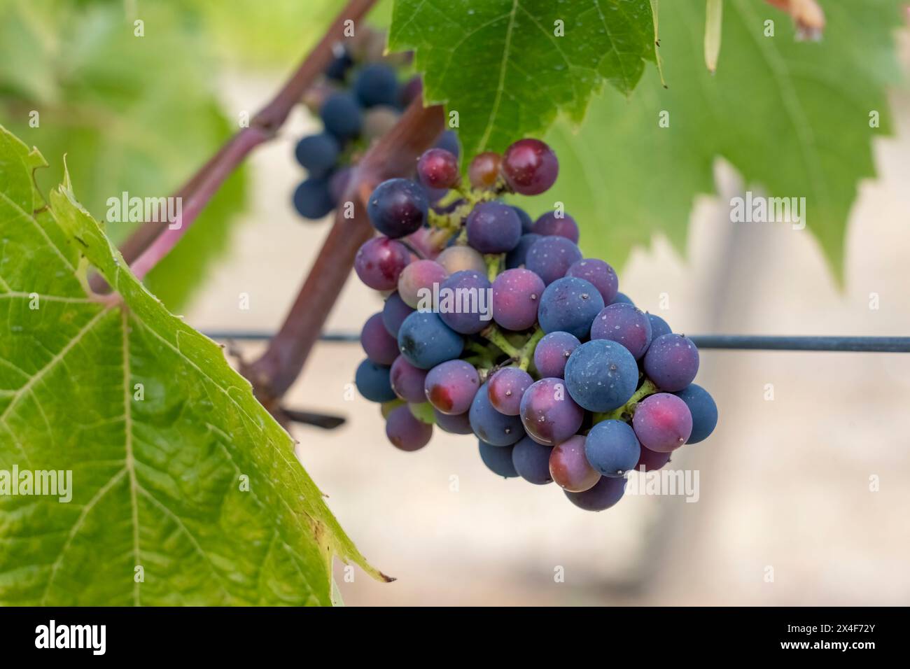 French hybrid red wine grapes hi-res stock photography and images - Alamy