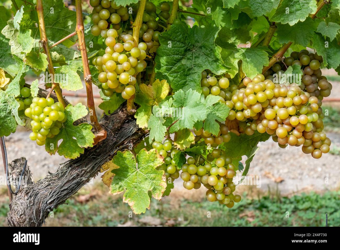 Port Townsend, Washington State, USA. Yellow grapes on the vine ready ...
