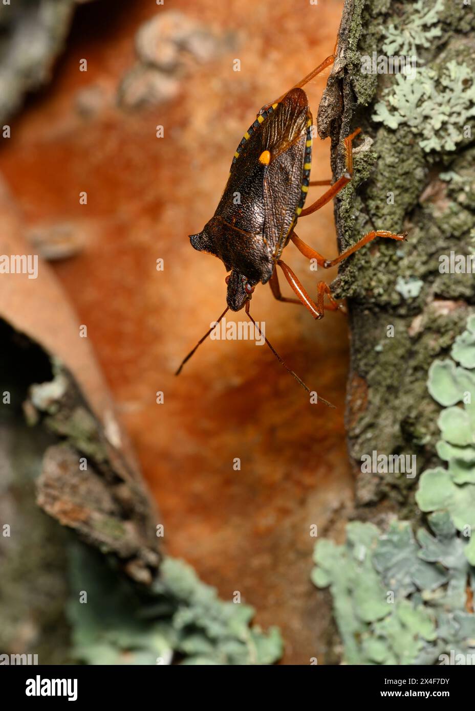 Red-brown forest bug on the bark of a tree covered with moss Stock ...