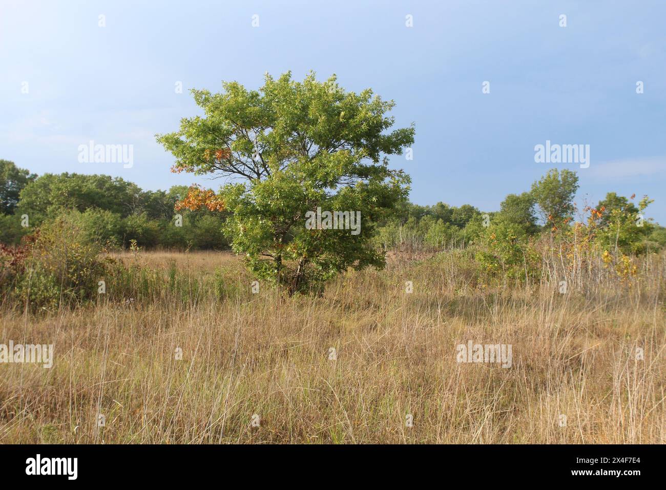 Single oak tree in a savanna in early autumn with brown tall grass at ...