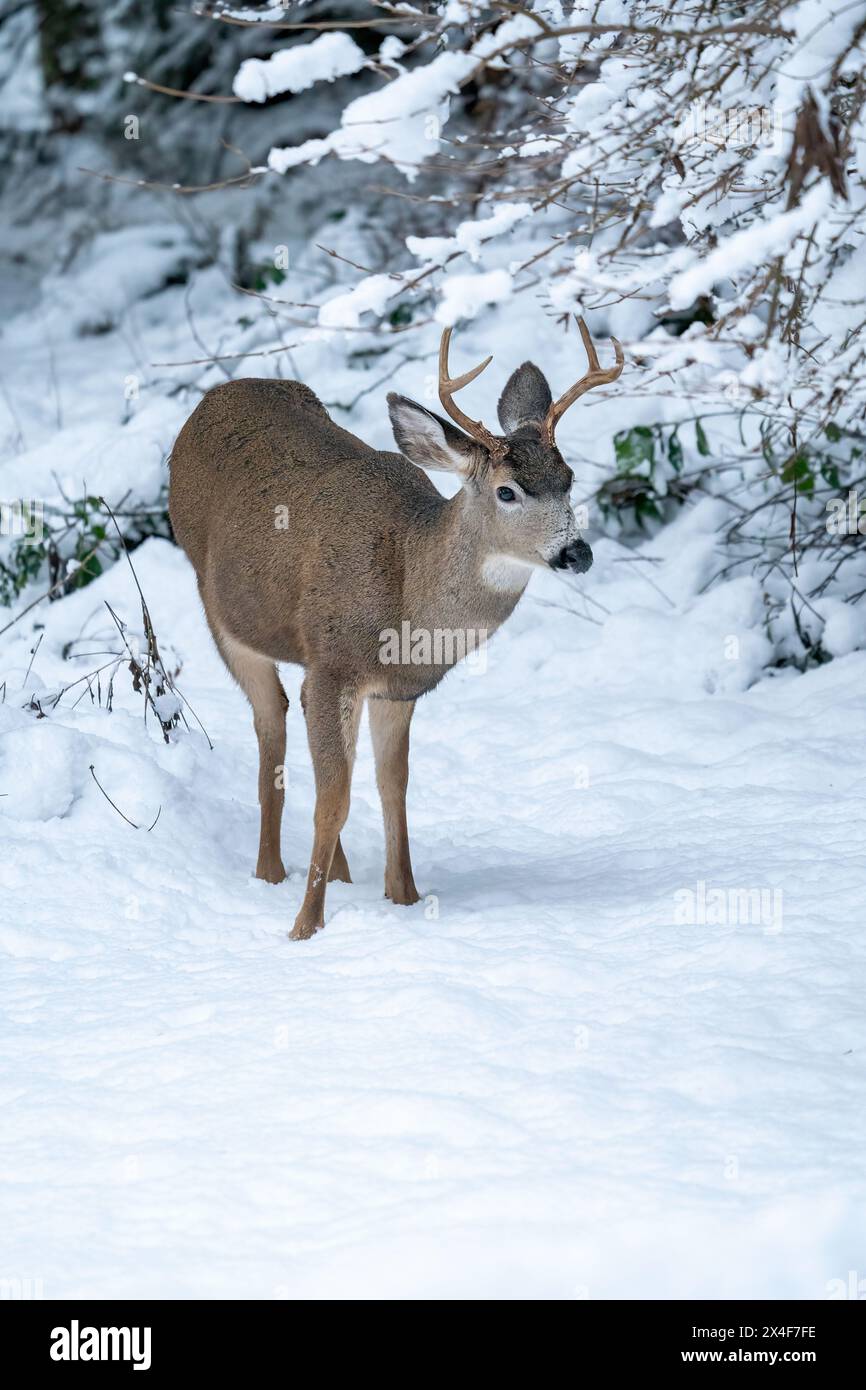 Issaquah, Washington State, USA. Young mule deer buck in snow Stock ...