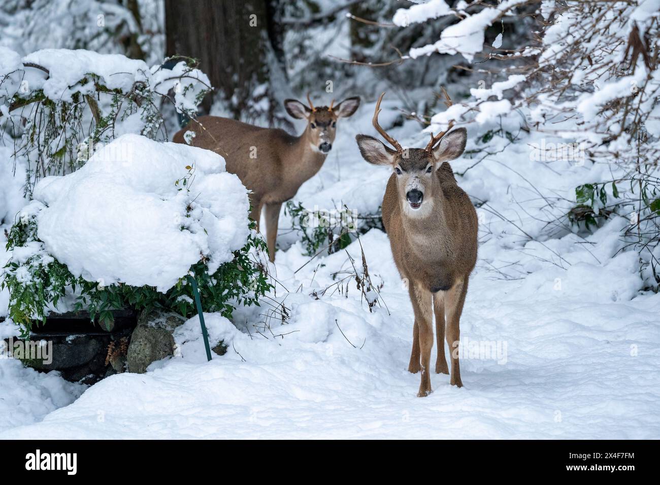 Issaquah, Washington State, USA. Two young mule deer bucks in snow ...