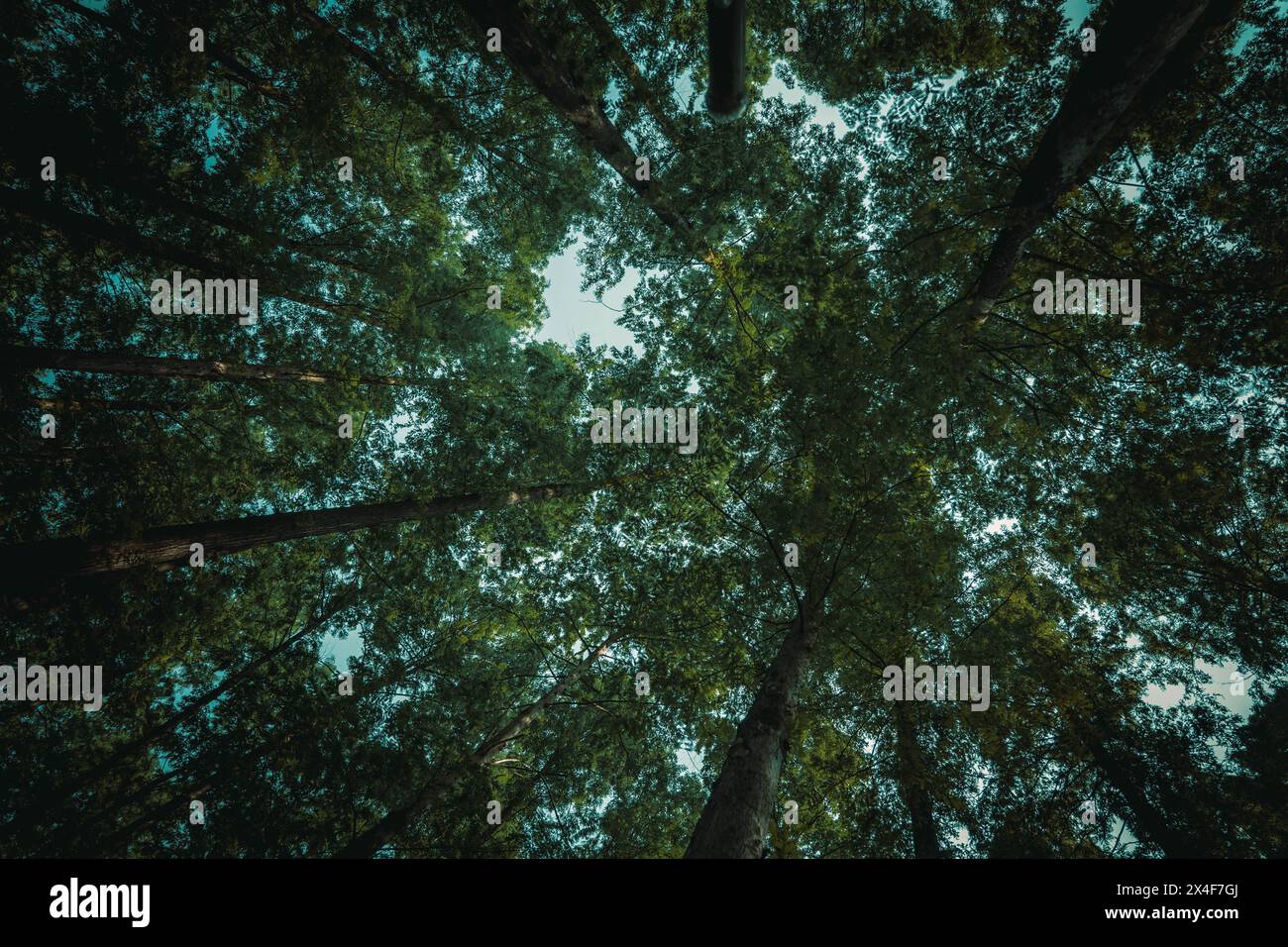 Nature Background with sunlight; Green background Stock Photo - Alamy