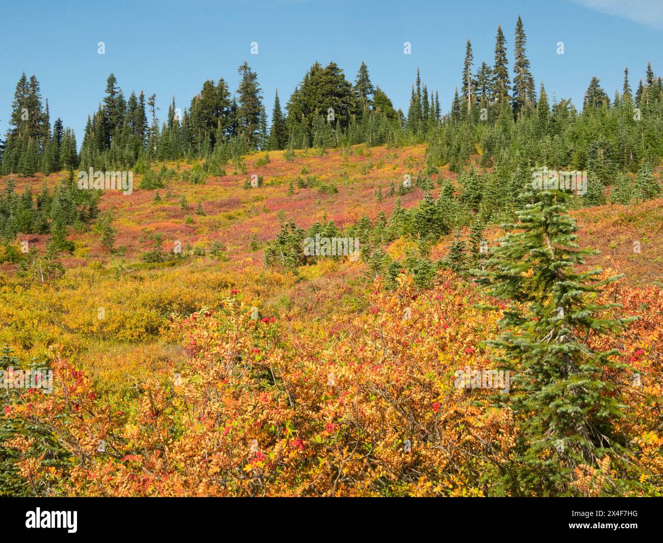 USA, Washington State, Mount Rainier National Park. Fall color scene at ...