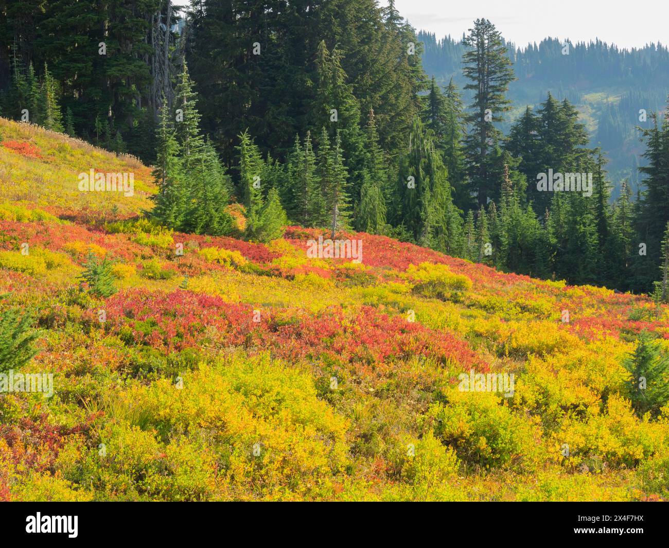 USA, Washington State, Mount Rainier National Park. Fall color scene at ...