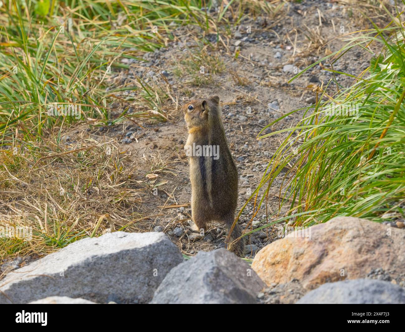 USA, Washington State, Mount Rainier National Park. Golden Mantled ...