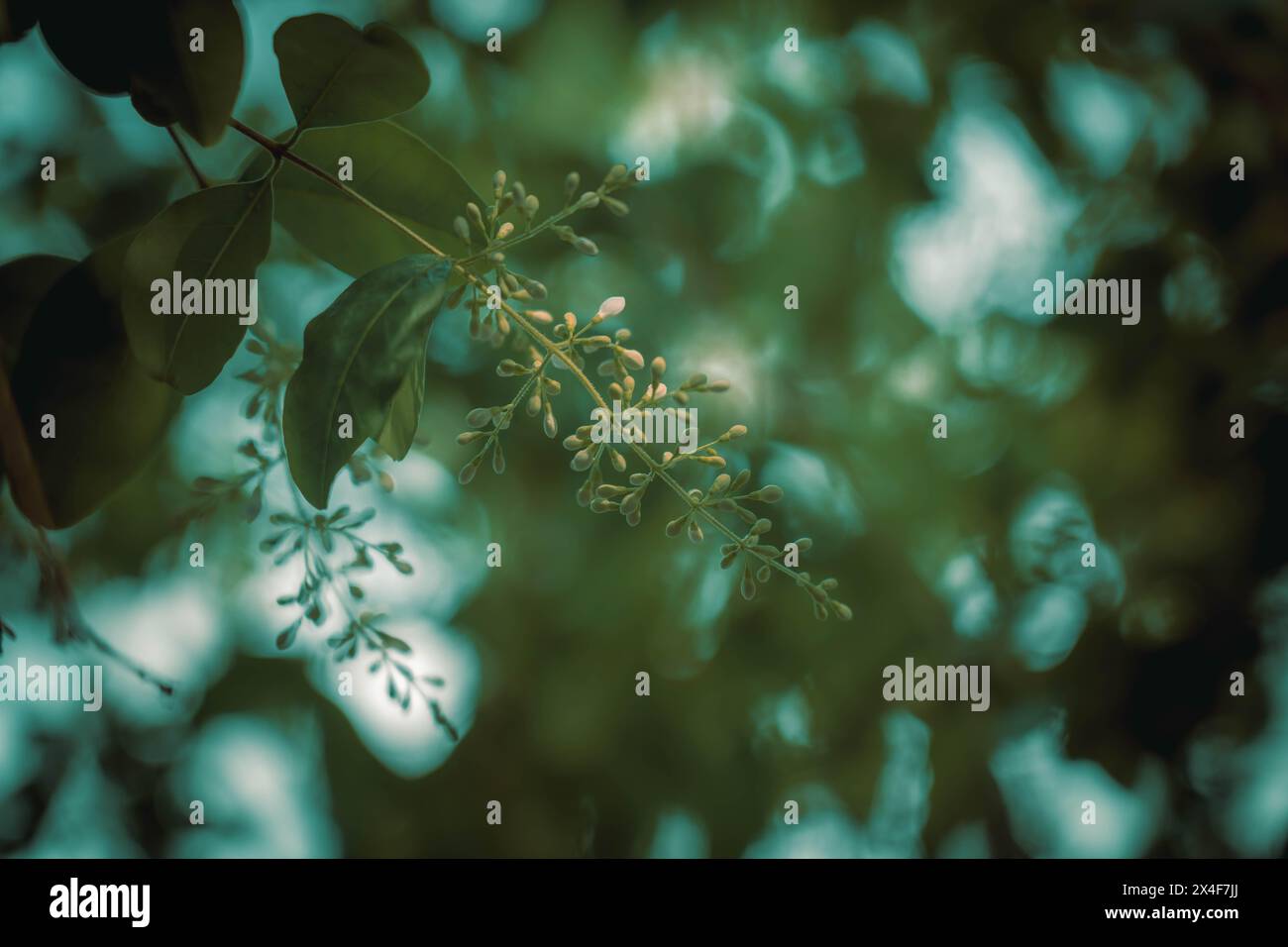 Nature Background with sunlight; Green background Stock Photo - Alamy