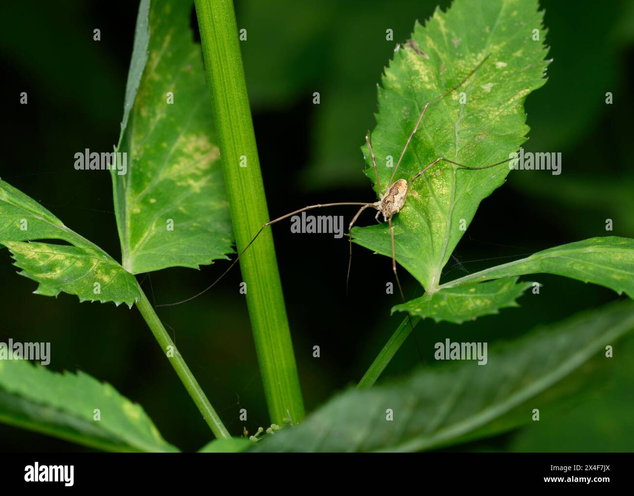 A spider with very long legs on a bush leaf Stock Photo - Alamy