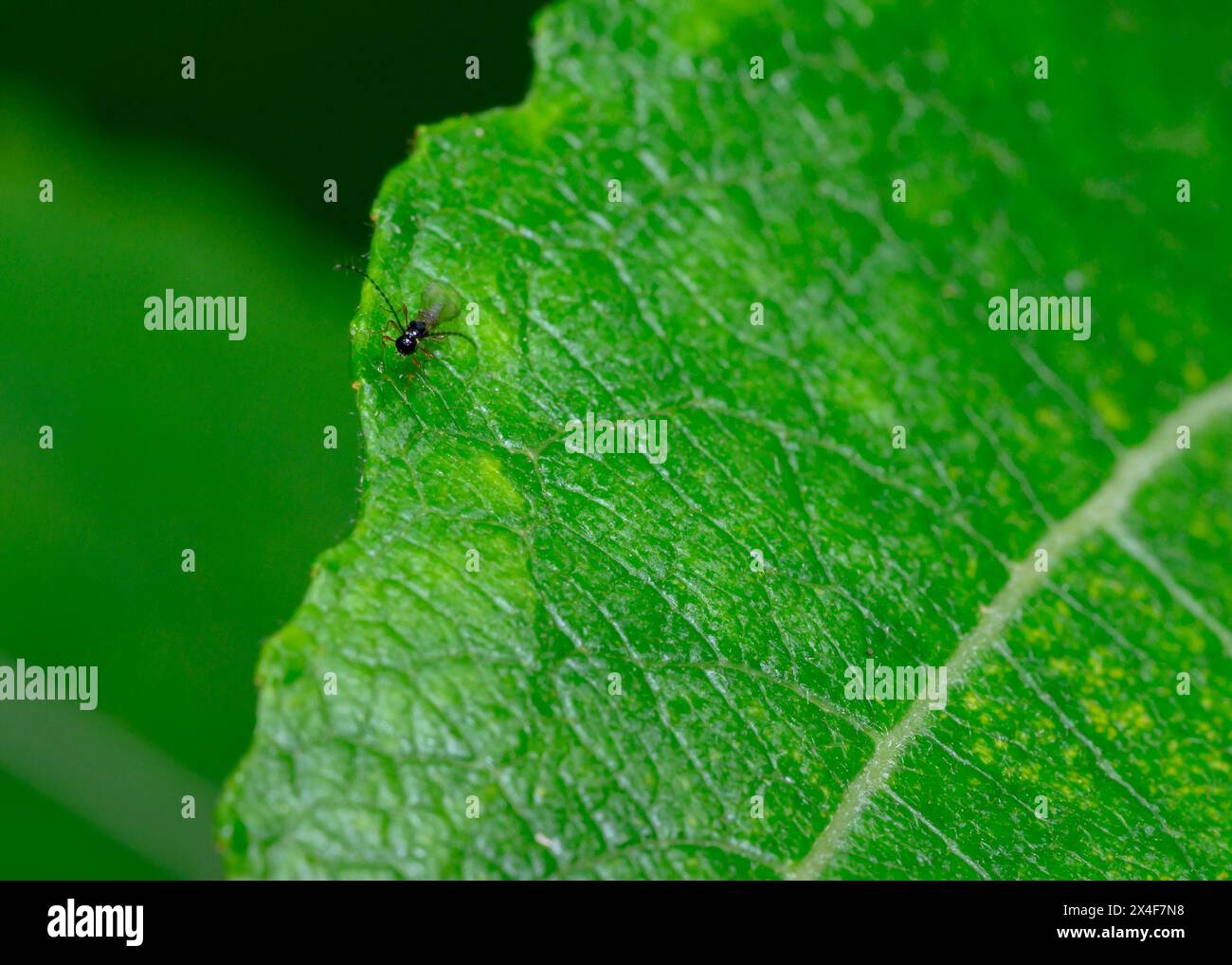 Midge on a leaf hi-res stock photography and images - Alamy