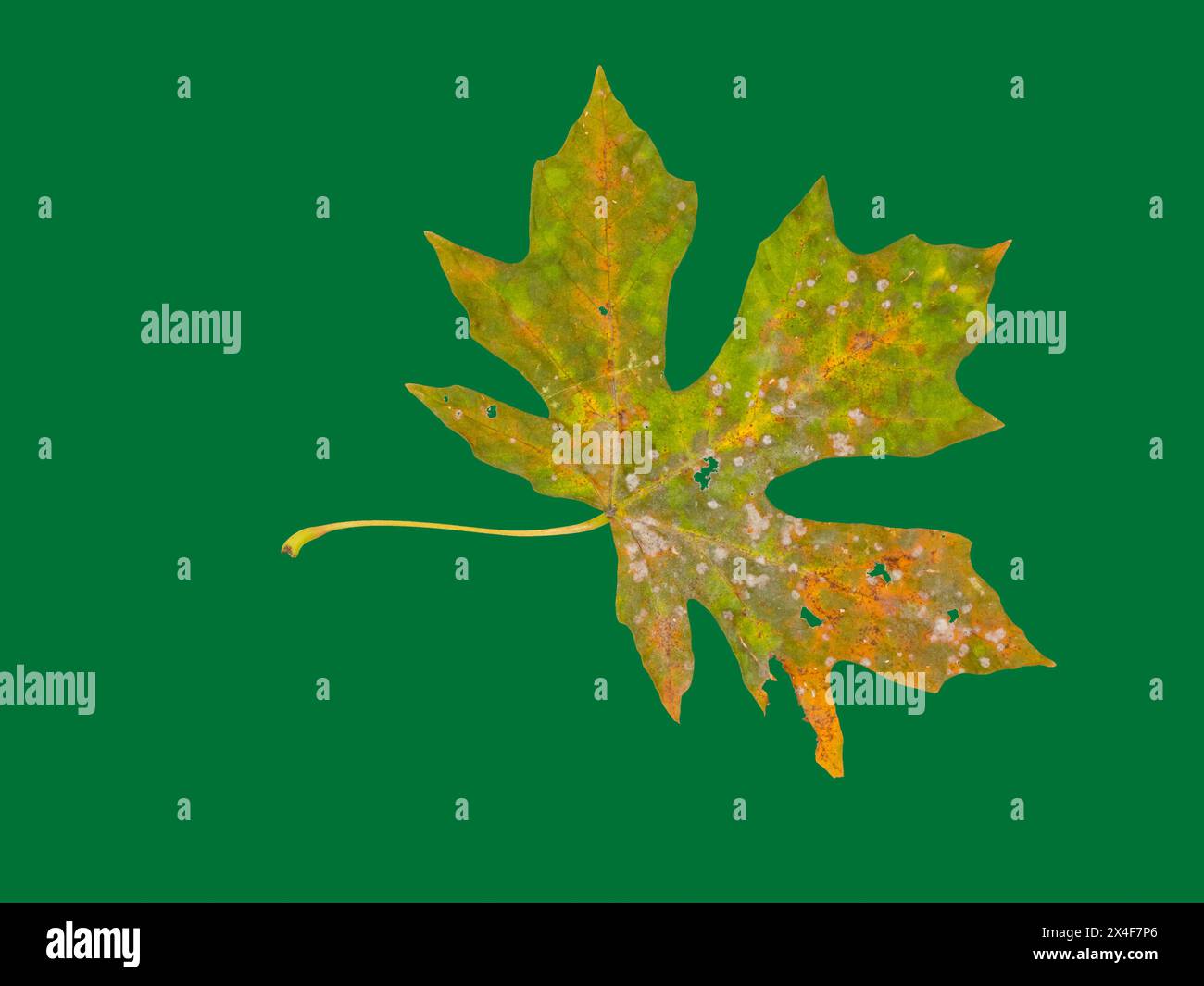 Big leaf maple leaf hi-res stock photography and images - Alamy