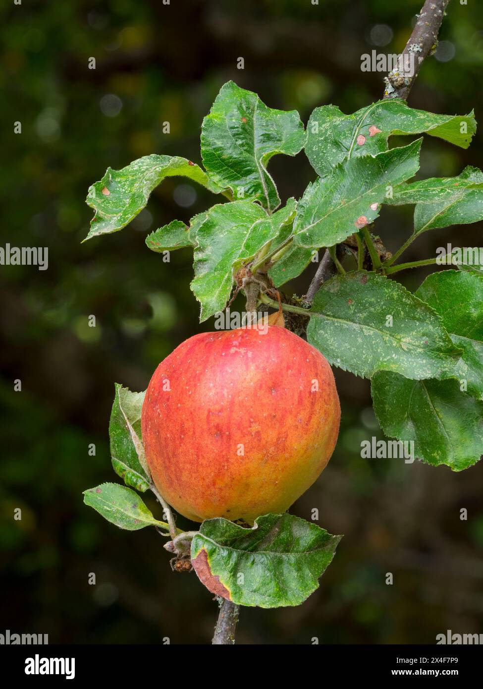 Tree limb hi-res stock photography and images - Alamy