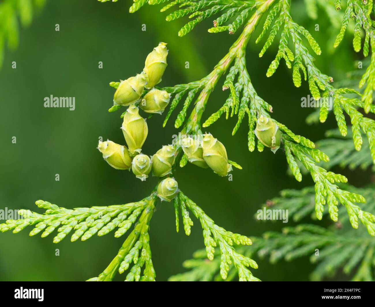 Cedar cones hi-res stock photography and images - Alamy