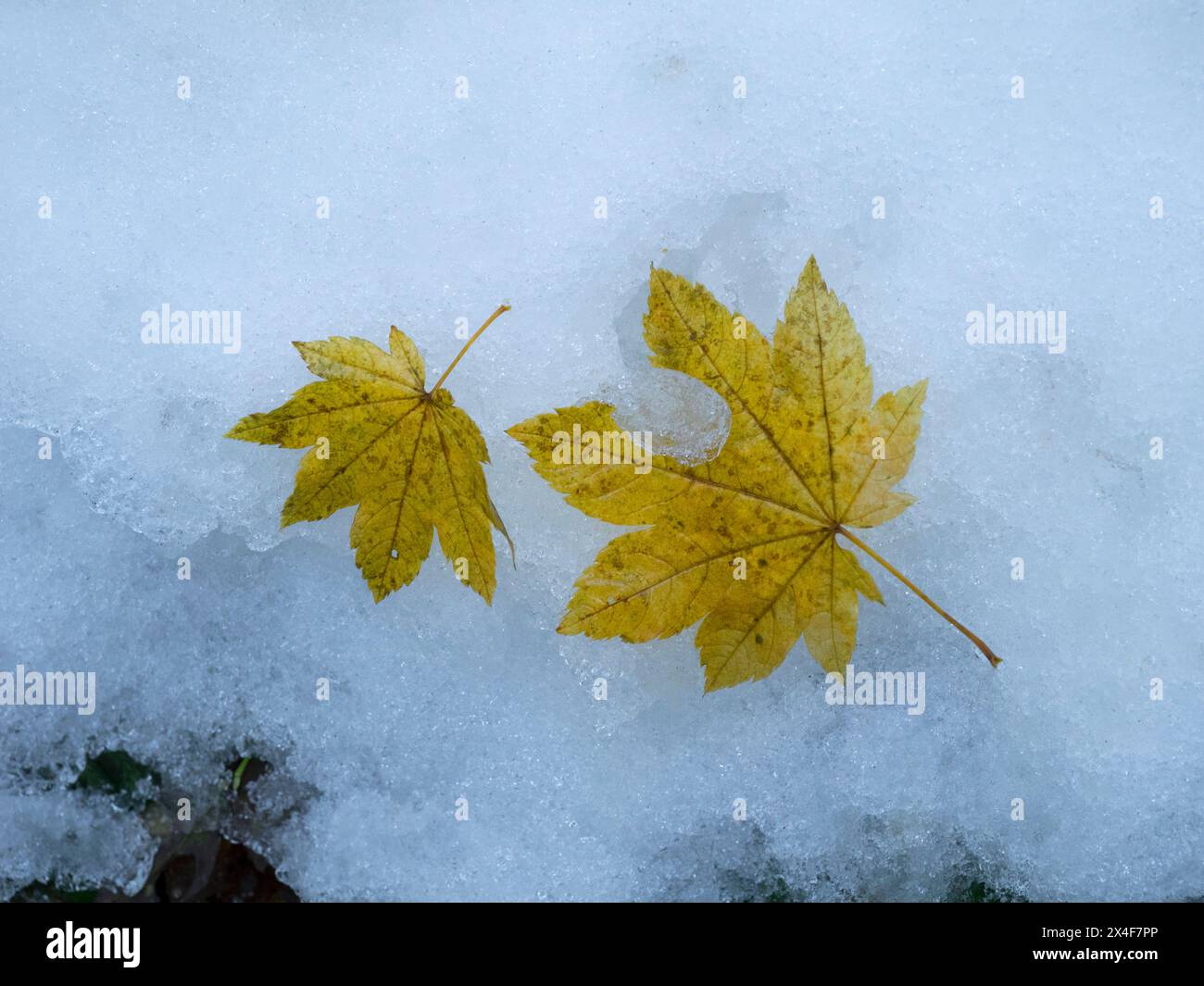 Washington state maple leaves hi-res stock photography and images - Alamy