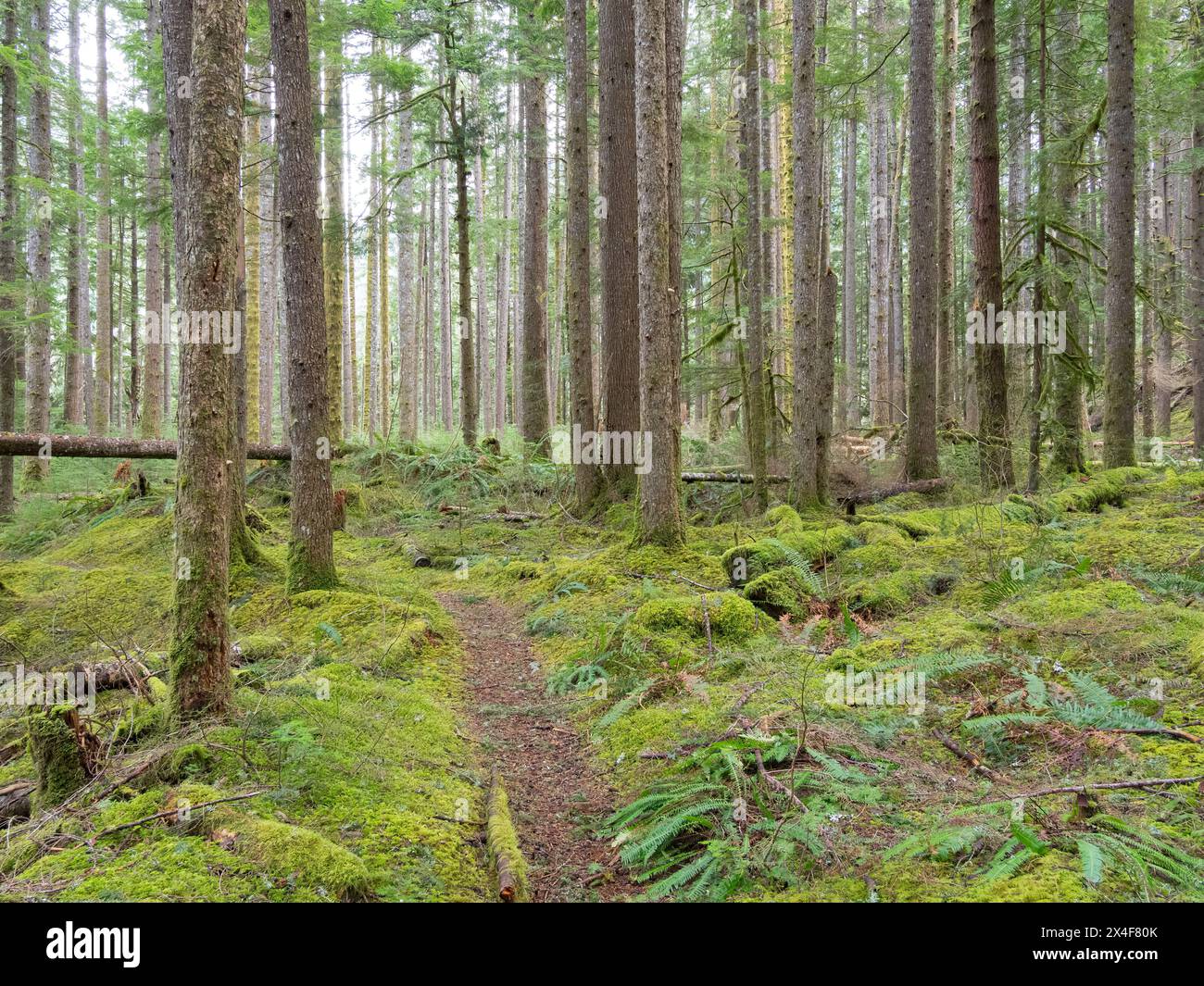 USA, Washington State. Central Cascades, Trail through Douglas Fir and ...