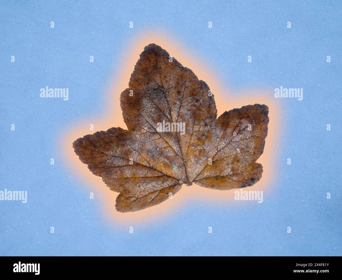 Washington state maple leaf hi-res stock photography and images - Alamy