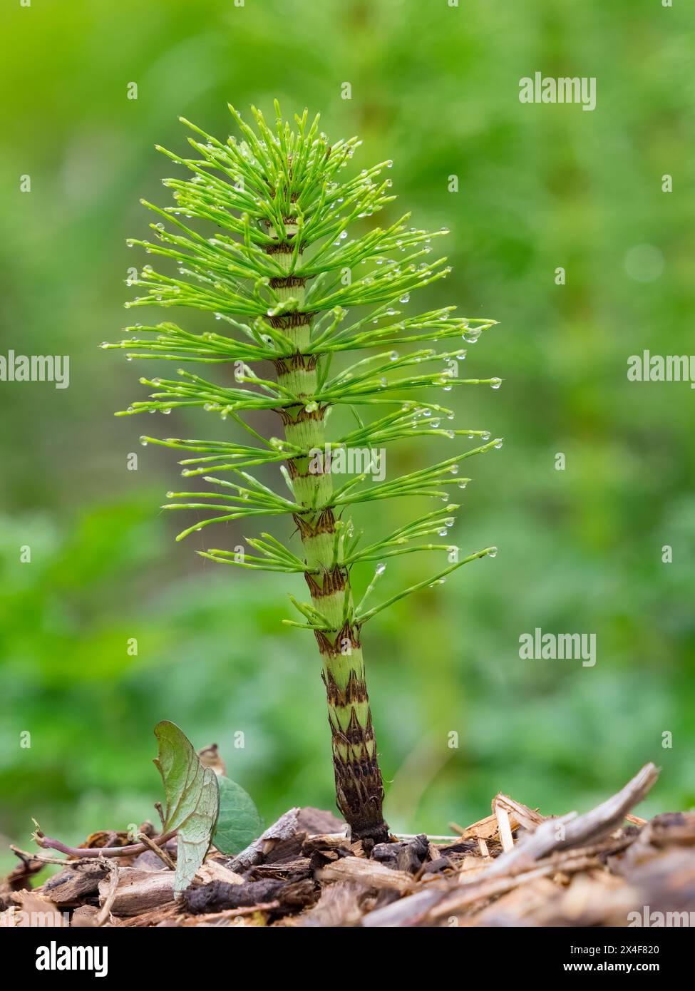 USA, Washington State. Horsetail Fern Stock Photo - Alamy