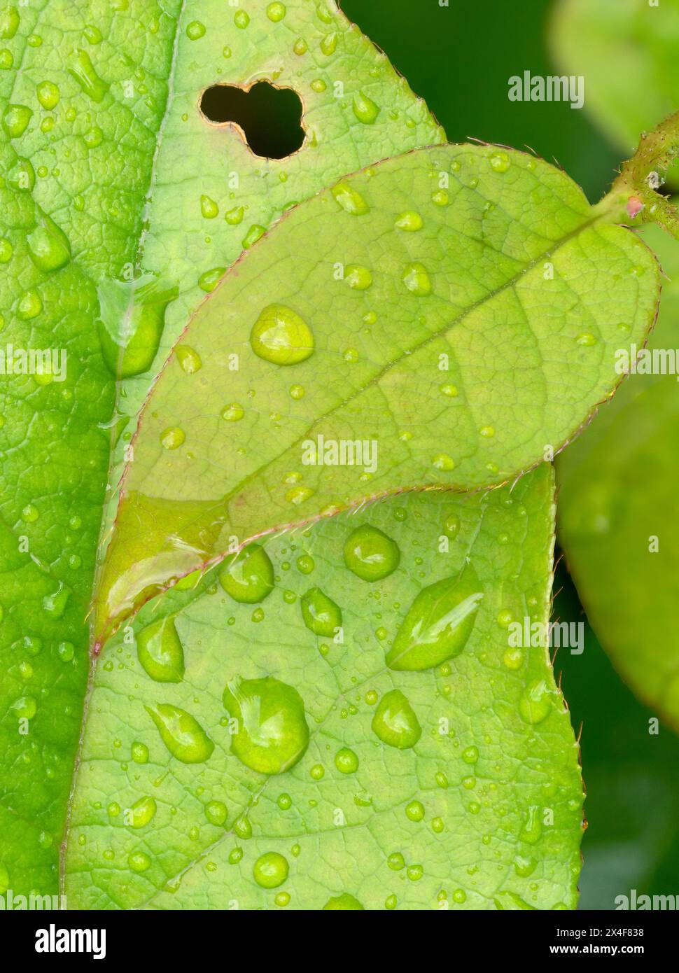 Water leaf washington state hi-res stock photography and images - Alamy