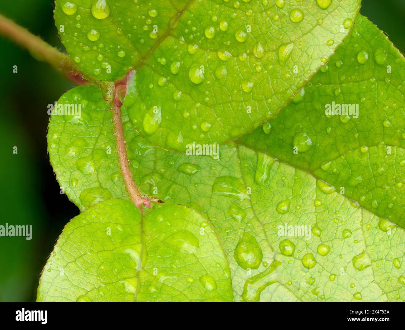 Salal leaves hi-res stock photography and images - Alamy