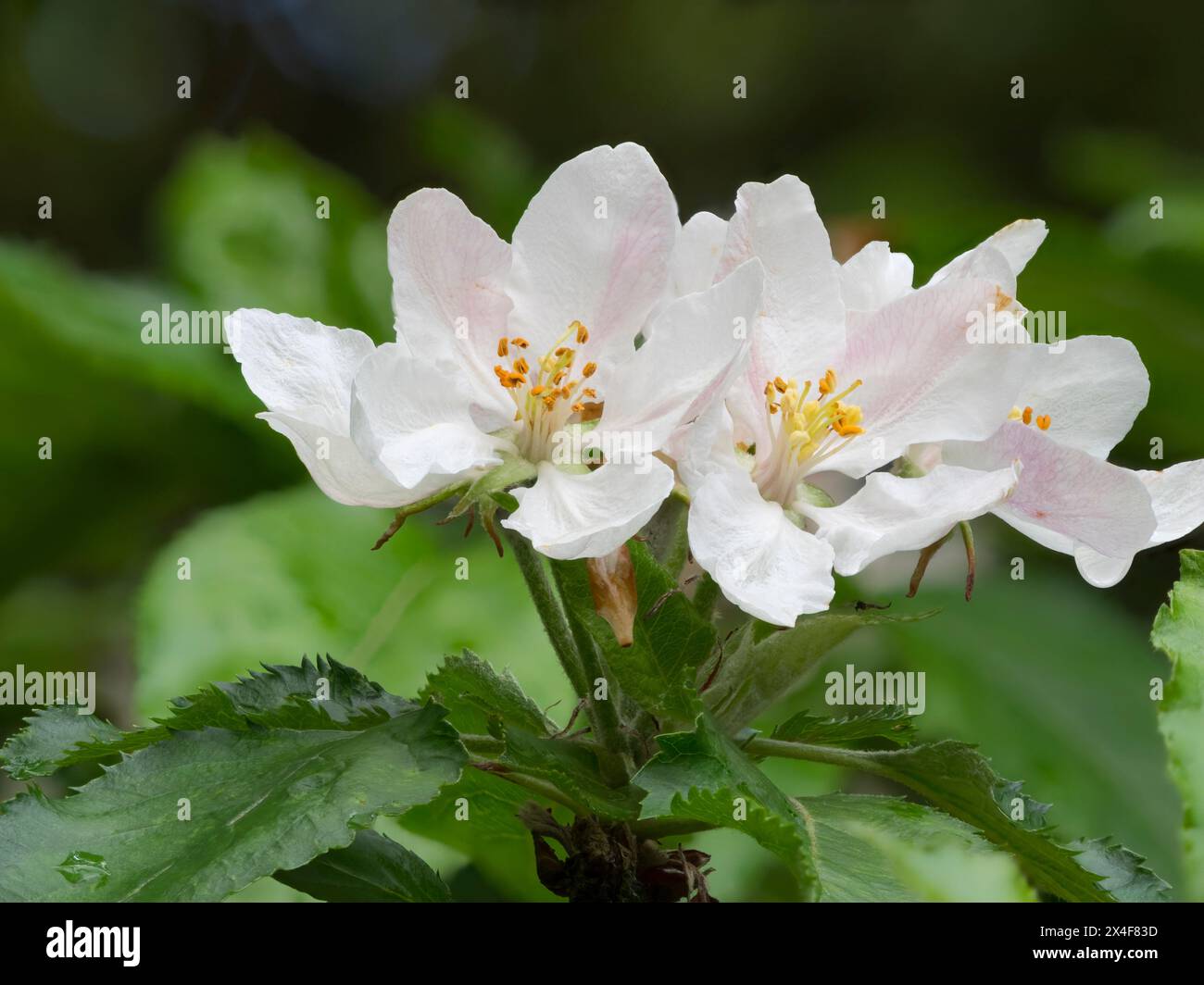 USA, Washington State. Rhododendron flower Stock Photo - Alamy