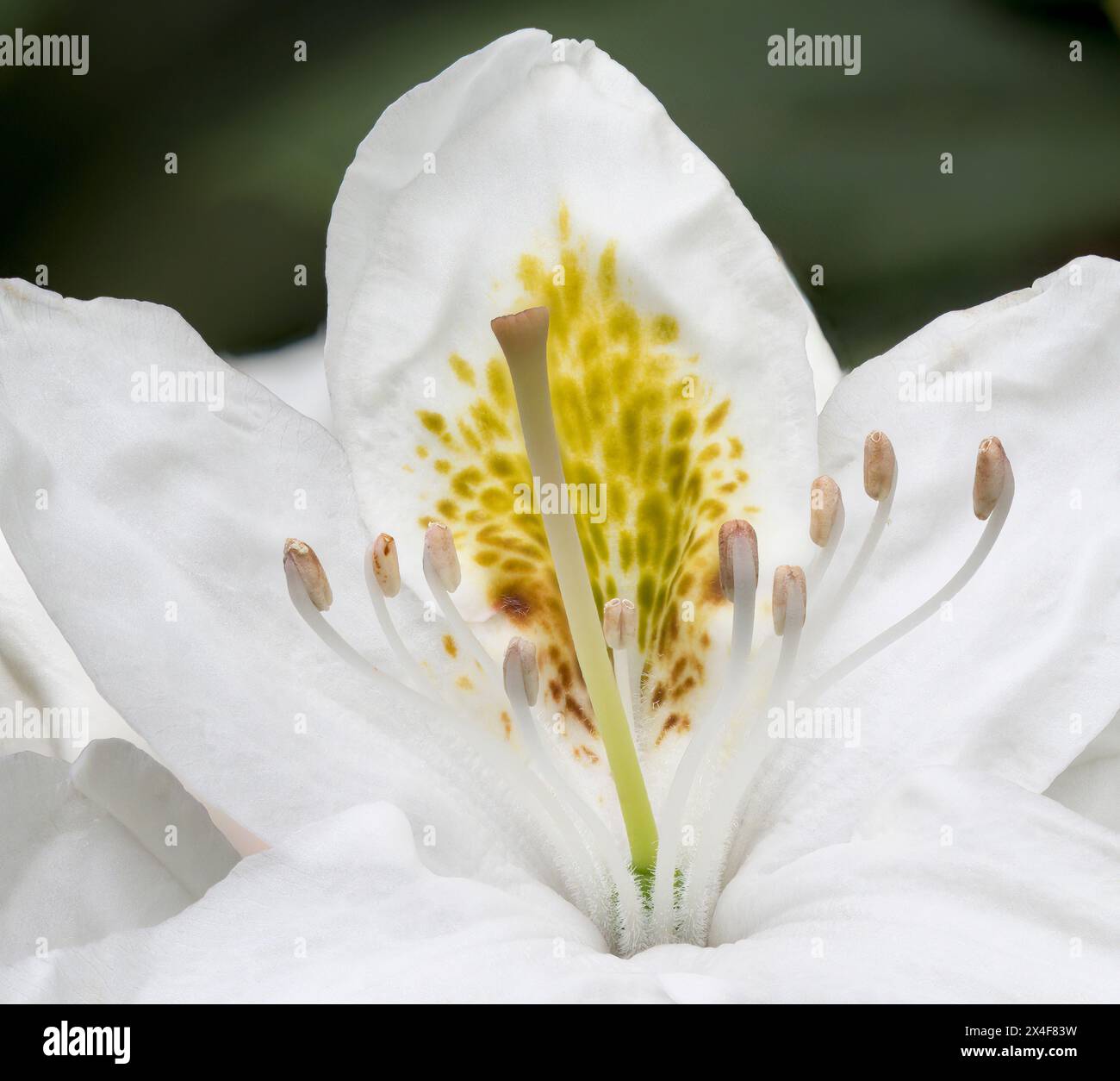 State flower of washington state hi-res stock photography and images ...
